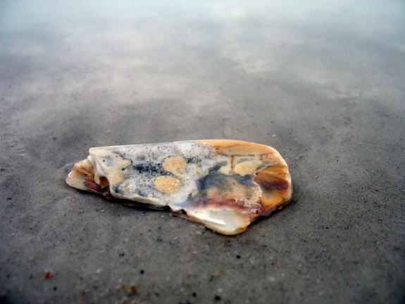 Mystic Shell Neptune Beach Florida #sanpabloisland - sanpabloisland ...
