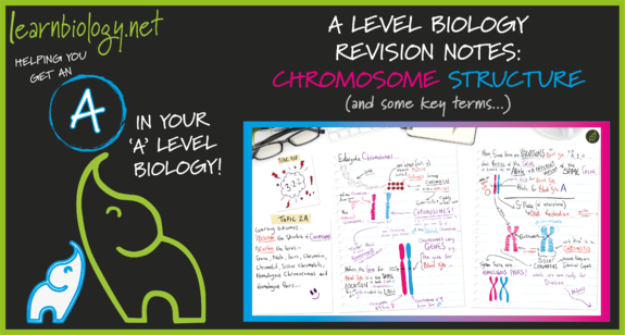 Chromosome Structure A Level Biology Revision Lesson - learnbiology.net. Chromosome Structure A