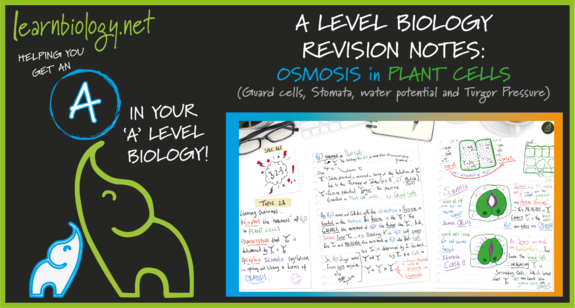 Osmosis in Plant Cells: A Level Biology Revision Lesson - learnbiology.net. Osmosis in Plant Cells: