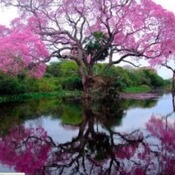 kiri - Un mundo al que admirar